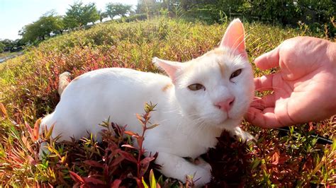人懐っこい茶シロ猫が池のほとりで走り回る Youtube