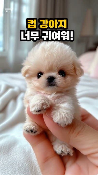 귀염둥이 컵 강아지 Youtube