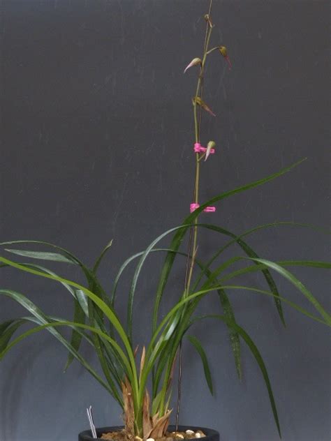 No 4421三世冠 寒蘭 山野草販売東美園