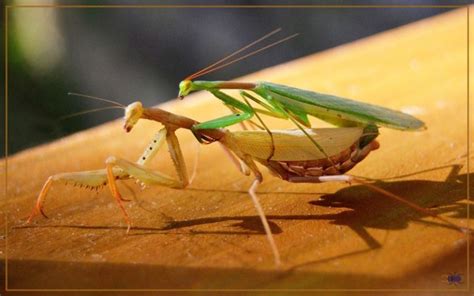 Orchid Mantis Species Profile And Facts Insectic