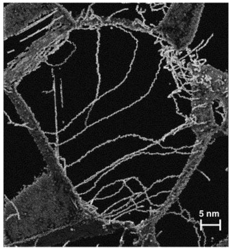 A Dislocation Pile Up Formed In A Single Grain The