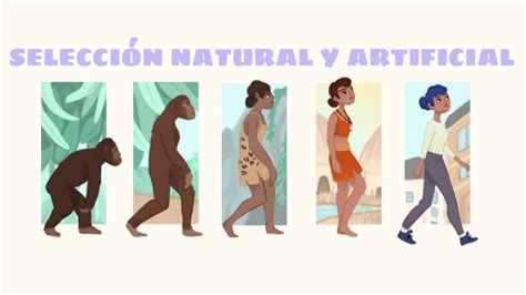 Etapas De EvoluciÓn Humana