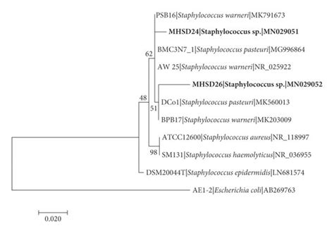 maximum likelihood phylogenetic tree based on analysis of partial 16s