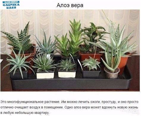 Pin by ValerKa on Цветы/ Комнатные растения | Plants, Garden