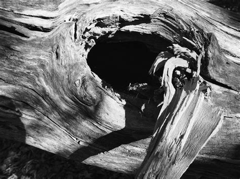 Ways Of Dying Trees Scapes Sokari Ekine