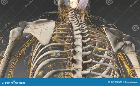 Sistema Nervoso Umano Sistema Sanitario D Illustrazione Di Stock Illustrazione Di Anatomico