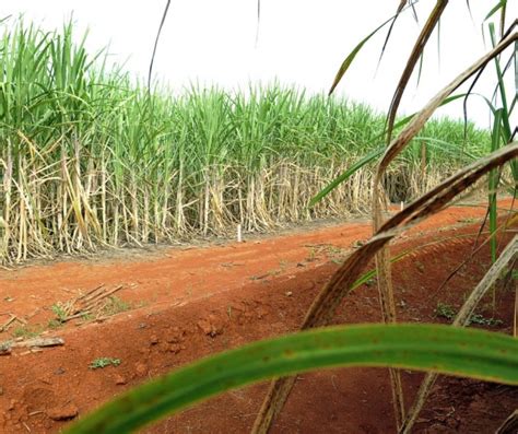 Goiás deve ser o º maior produtor de cana de açúcar e etanol e º de açúcar na safra