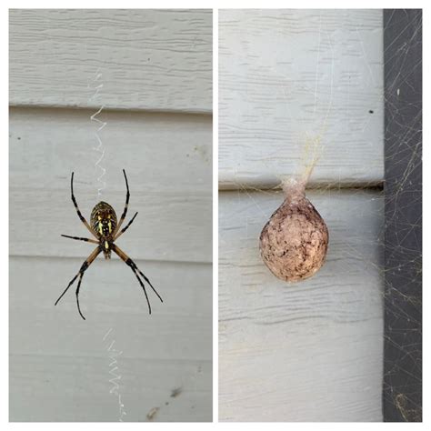 Black And Yellow Garden Spider Eggs Yellow Garden Spiders