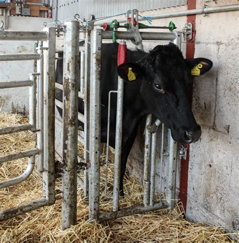 Jourdain Single Calving Yoke And Operating Gate Teemore Engineering Livestock Housing