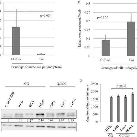 Downregulated Mir 146a A And Upregulated Numb B Expression Of Crc