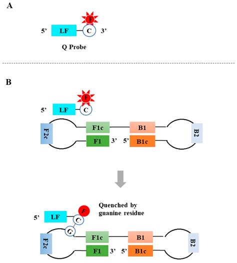 Diagnostics Free Full Text Evolution Of The Probe Based Loop