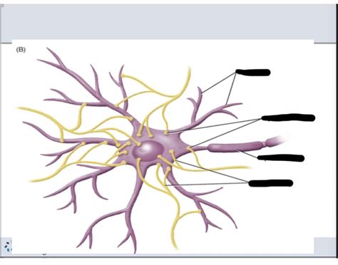 Dendrite Parts Quiz
