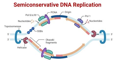 همانندسازی نیمه حفاظتی Dna در پروکاریوت‌ها و یوکاریوت‌ها