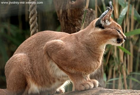 Каракал Животный мир