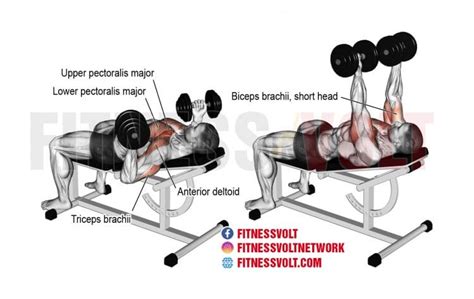 Incline Reverse Grip Dumbbell Bench Press Chest Fitness Volt