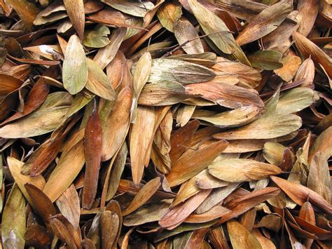 Grow An Ash Tree From Seed An Easy To Follow Guide From Tcv
