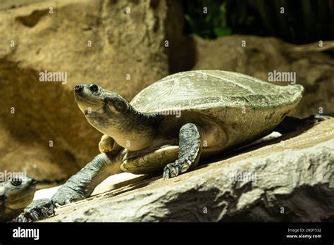 Arrau Turtle Podocnemis Expansa South American Amazon River Turtle