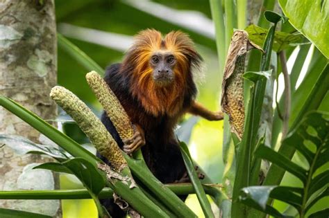 The Global Rewilding Alliance Unleashing Natures Healing Power