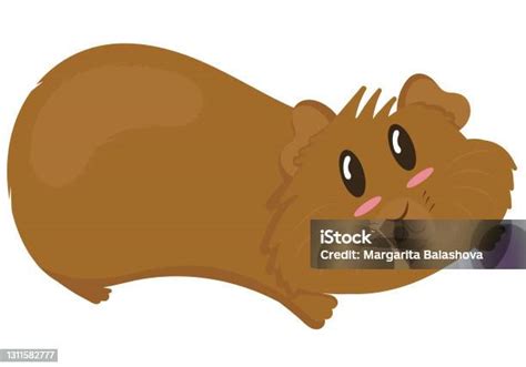 귀여운 통통한 갈색 기니 피그 뻗은 발 귀여운 국내 설치류 벡터 일러스트와 거짓말 갈고리 발톱에 대한 스톡 벡터 아트 및 기타 이미지 갈고리 발톱 갈색 개체 그룹