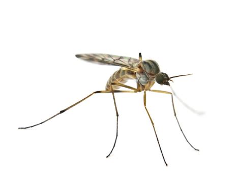 Bug Relief Pest Control