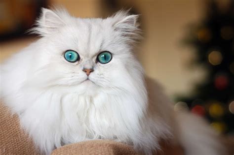 10 Best Cat Breeds With Blue Eyes
