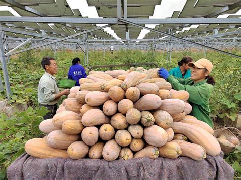 光伏板下南瓜丰收光伏电站种植户观音村