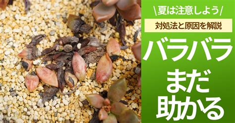 多肉植物カット苗の根を発根させる方法を解説発根のメカニズム水やりは必須 ゆるネイチャー