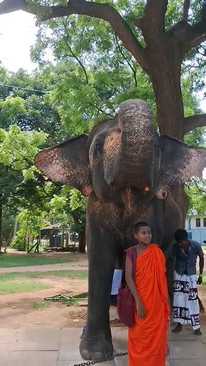 පොඩි හාමුදුරුවන්ට Photo එකක් ගන්න හොඬේ ඉස්සු පින්වත් ඇත් රජු සාදු සාදු