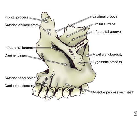 Maxilla Anatomy Quiz