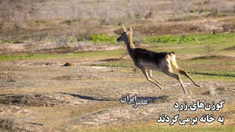 از انقراض یک حیوان در ایران چه خبر؟ می‌خواهند آن را به خانه‌اش