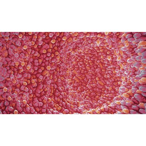 Gut Microbiome Analysis Learn More — Samatasoul