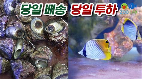 해수어항에 거제해녀가 잡은 보말부대를 넣어보자 당일 배송 받은 당일 투하 결과는 해수어 키우기 니모 키우기 이끼제거 생물 Youtube