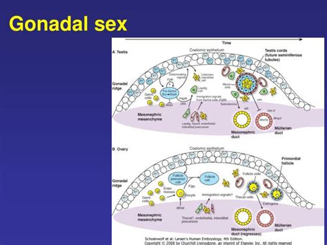 Ppt Urogenital Tract Male Development Powerpoint Presentation Id