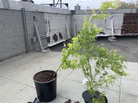 First Bonsai Project Any Advice Is Welcome Rbonsaicommunity