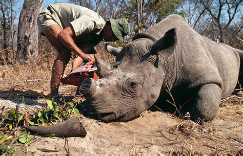 La Caza Furtiva De Rinocerontes Continúa Disminuyendo En Sudáfrica El