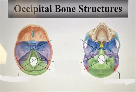 Chapter 3 Skeletal System Occipital Bone Structures Labeling Diagram