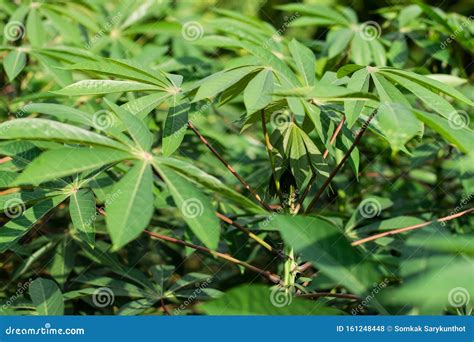 Leaves Of Cassava Plant Cassava Is The Third Largest Source Of Food