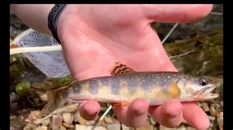 Native Brook Trout Fishing East TN Mountain Streams YouTube