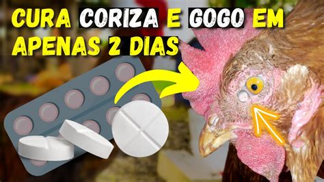 Cura Em Dias Como Curar O Gogo Coriza Infecciosa E Tifo Avi Ria
