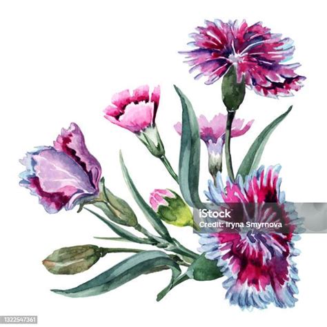 芽と緑の葉と茎に開花カーネーションのピンクの花のコーナーブーケ白い背景に手描きの水彩画 お祝いのベクターアート素材や画像を多数ご用意