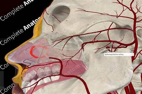 Sphenopalatine Artery Complete Anatomy