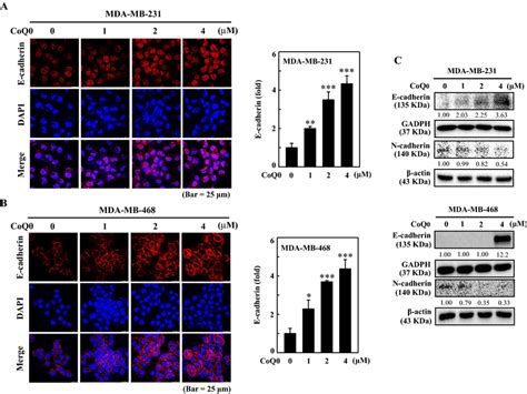 Coq0 Attenuated Emt Via The Upregulation Of E Cadherin And Download Scientific Diagram