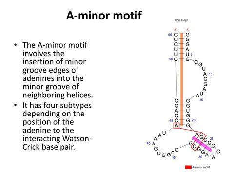 ppt rna tertiary structure powerpoint presentation free download