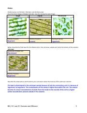 Elodea Cells In Distilled Water