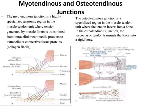 Tendon Healing And Tendon Grafting Pptx