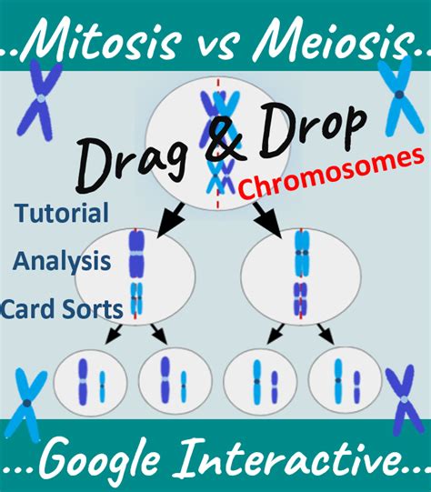 Students Model Mitosis Vs Meiosis Includes Fertilization Using Drag And Drop Chromosomes
