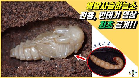 [다살이] 영양사슴하늘소 전용 번데기 영상 최초 공개 Youtube