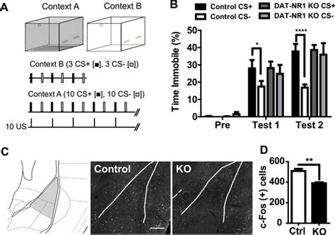 figures and data in a genetic link between discriminative fear coding