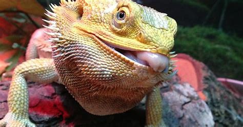 My Super Fucking Awesome Bearded Dragon Sid Is Seducing You Be Seduced Imgur