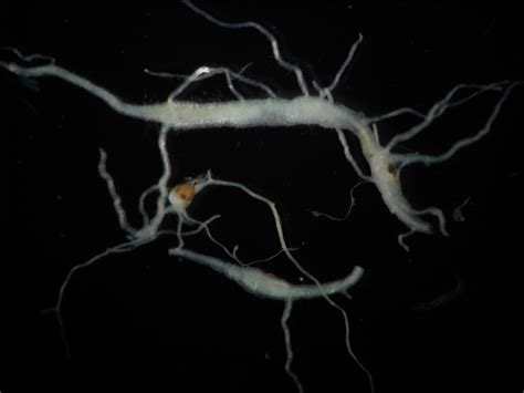 Root Knot On A4 Pace Turf Photo Gallery